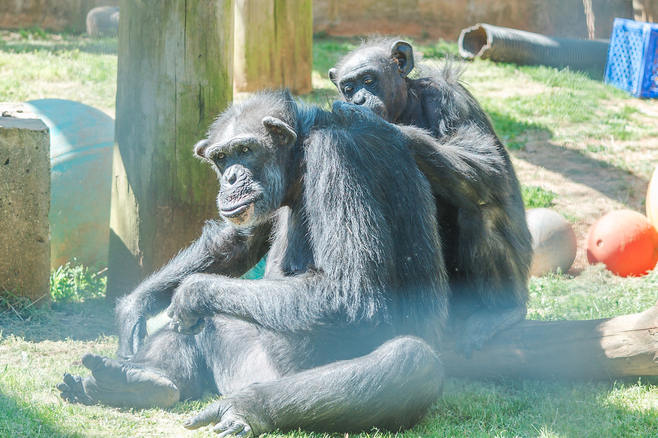 Helping Chimps Start a New Chapter