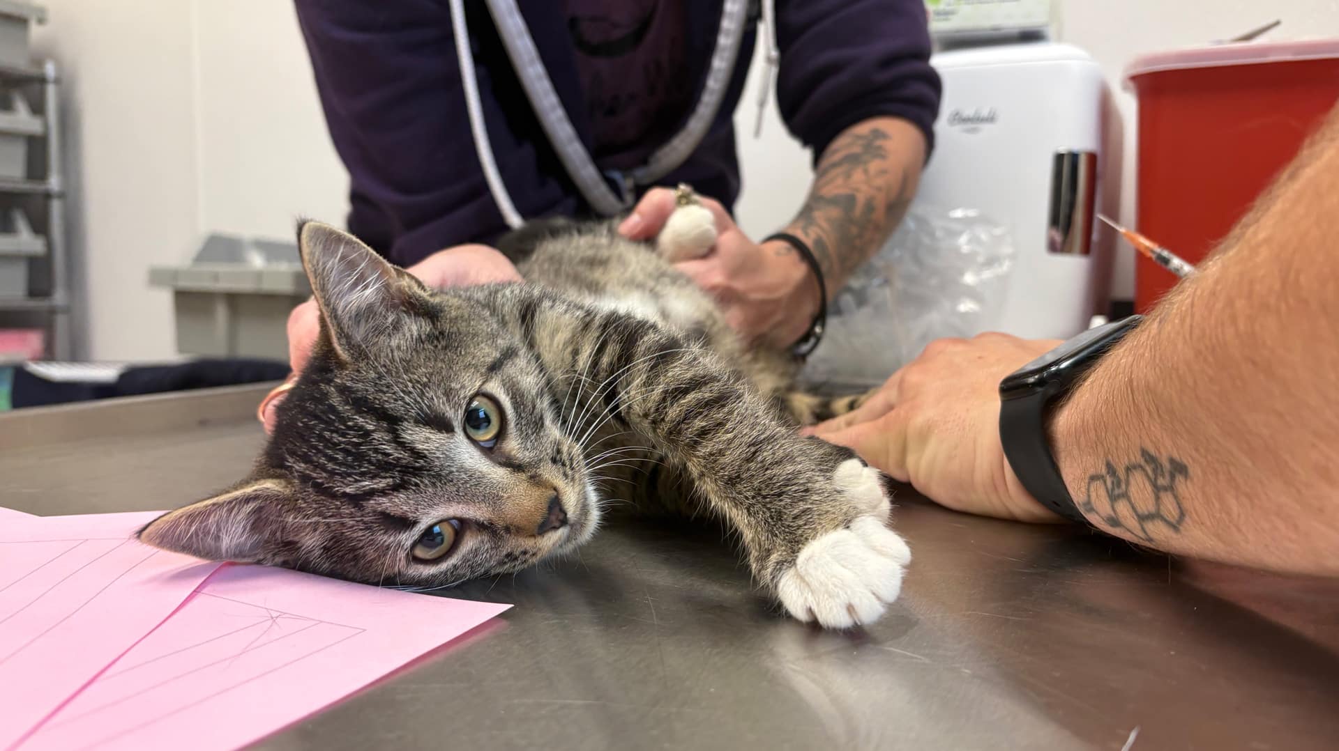 Animal Sanctuary Assistance Program (ASAP) Helps After Hurricane Helene ...