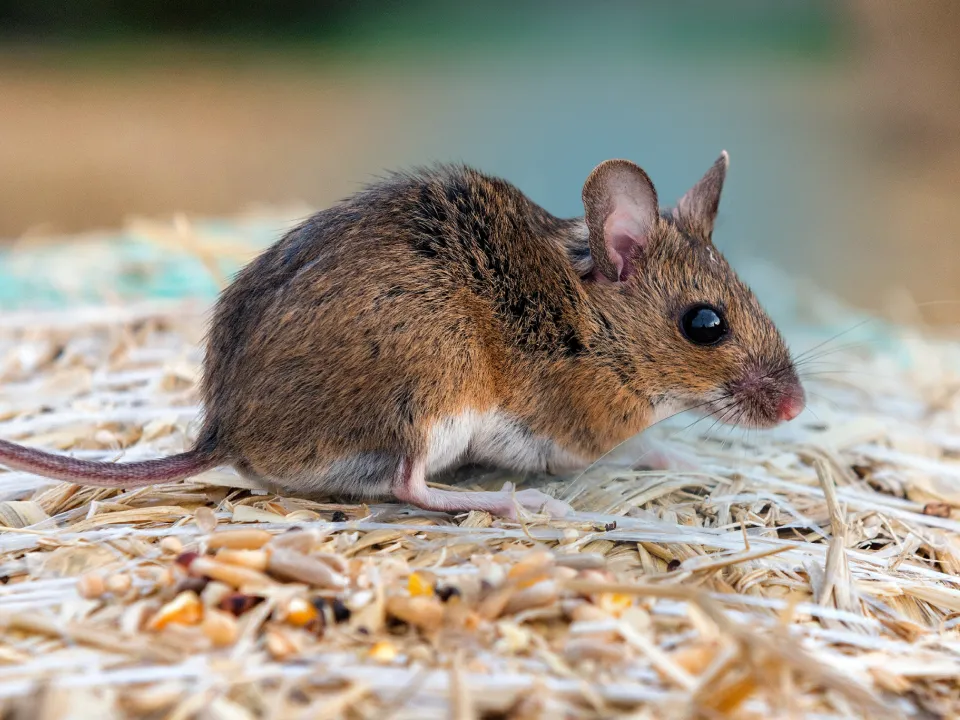 Mice and Rats in Research | National Anti-Vivisection Society