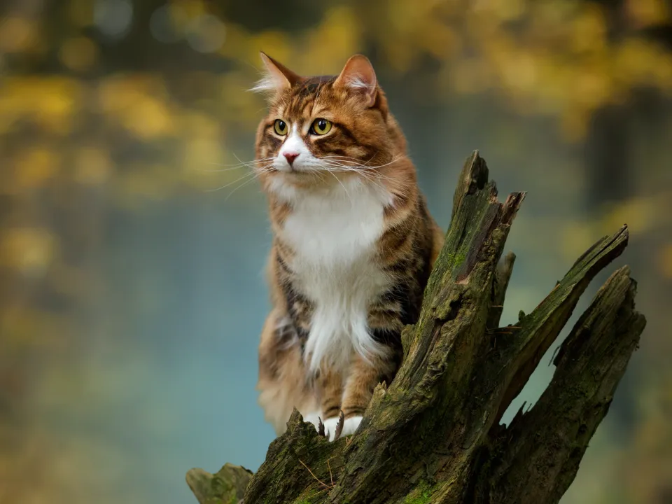 Cats in Research | National Anti-Vivisection Society