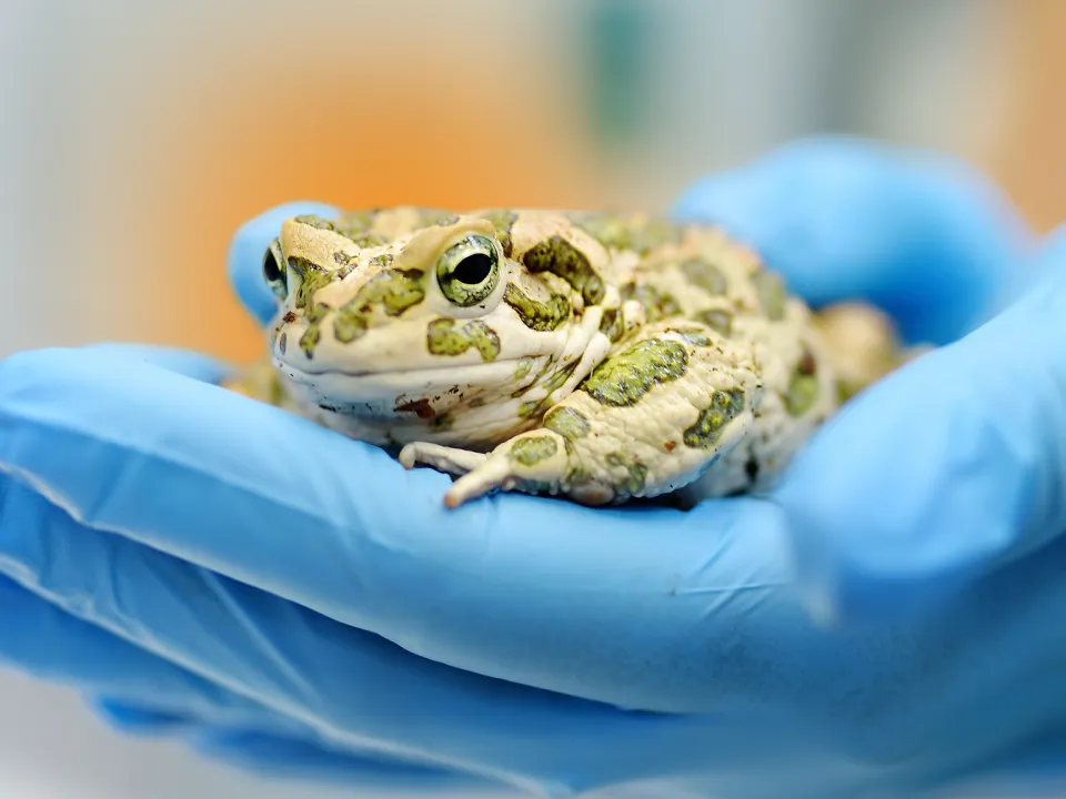 Animals in Education | National Anti-Vivisection Society