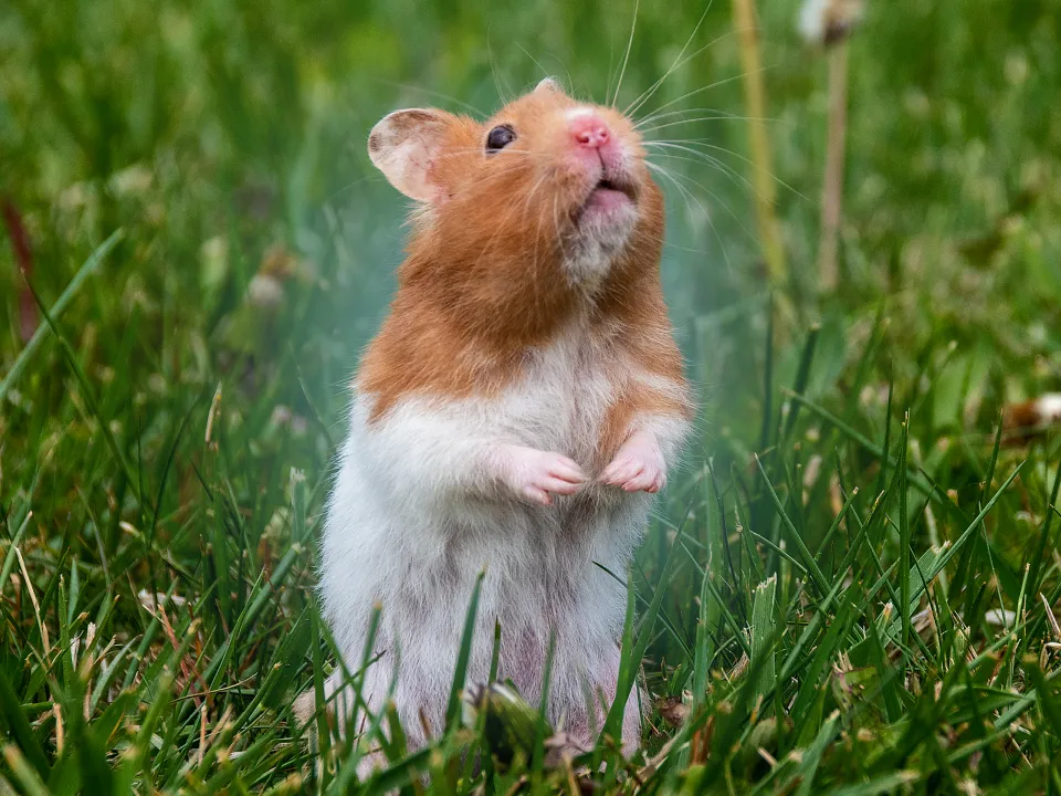 Hamsters in Research | National Anti-Vivisection Society