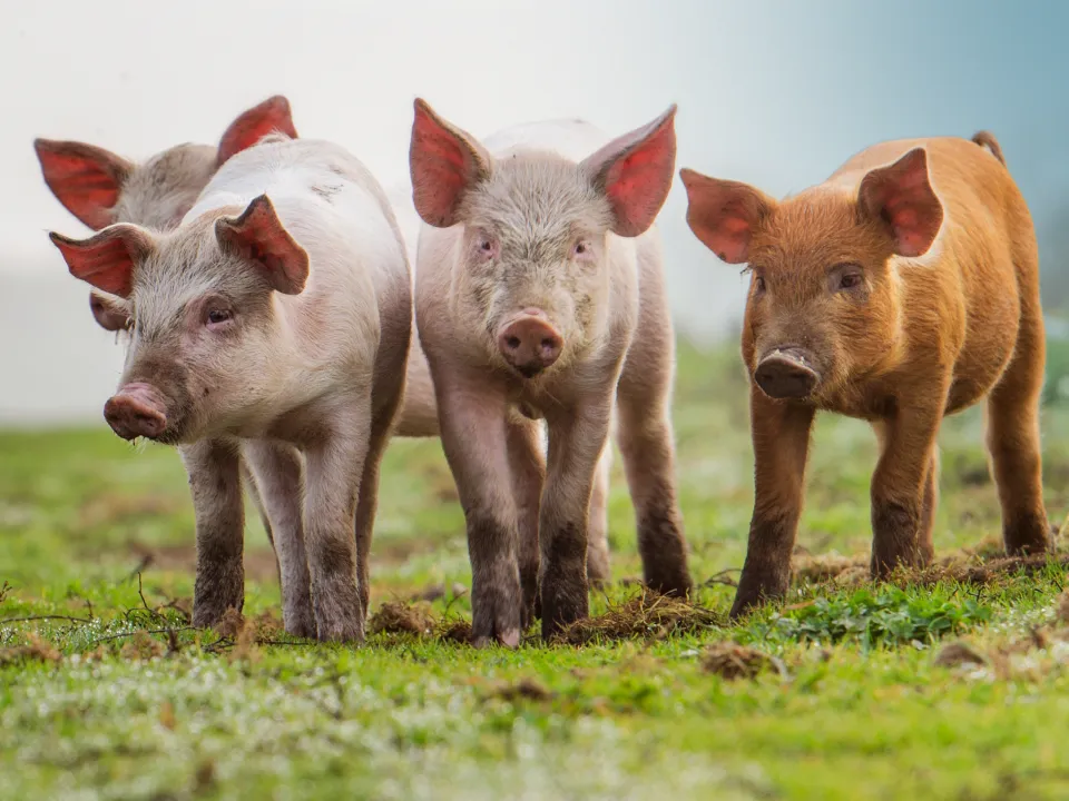 Pigs in Research | National Anti-Vivisection Society