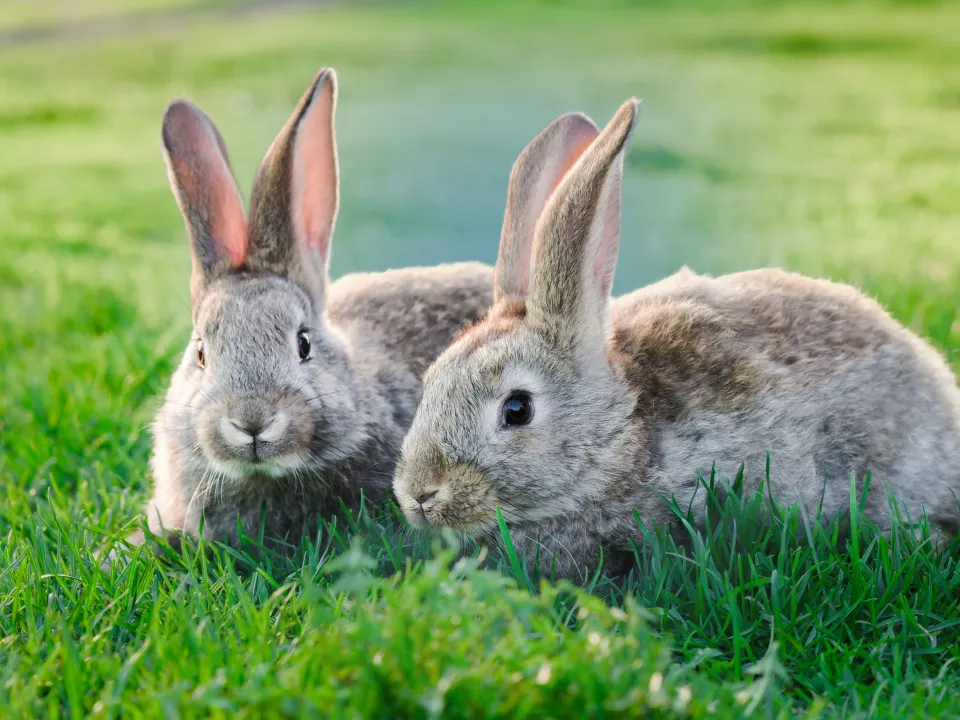 Rabbits in Research | National Anti-Vivisection Society