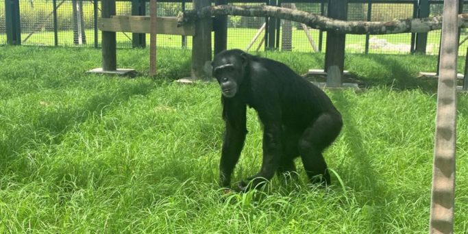 Sanctuary Spotlight: The Center for Great Apes | NAVS