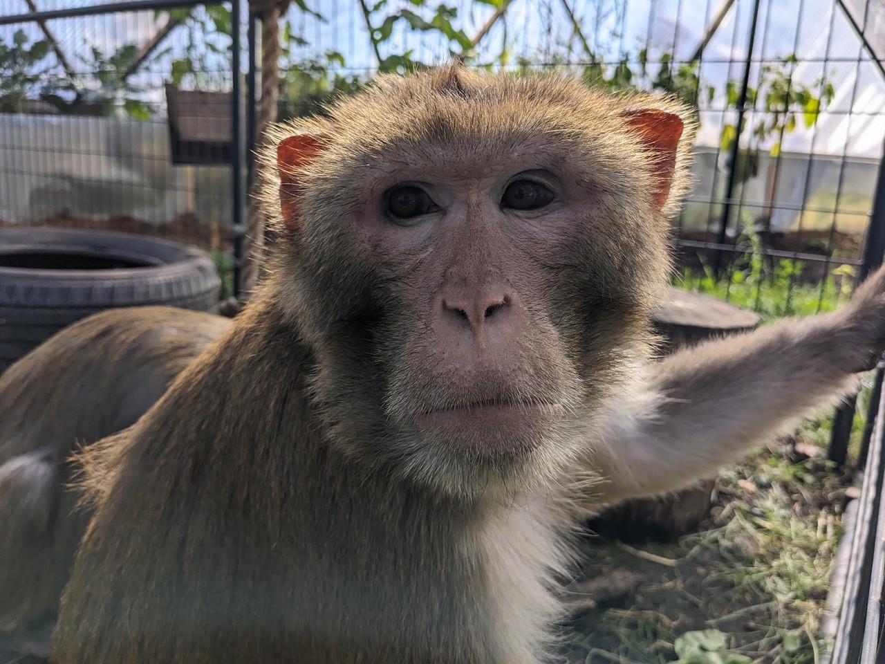 NAVS Visits Kindness Ranch in Wyoming + Primates, Inc. Grant