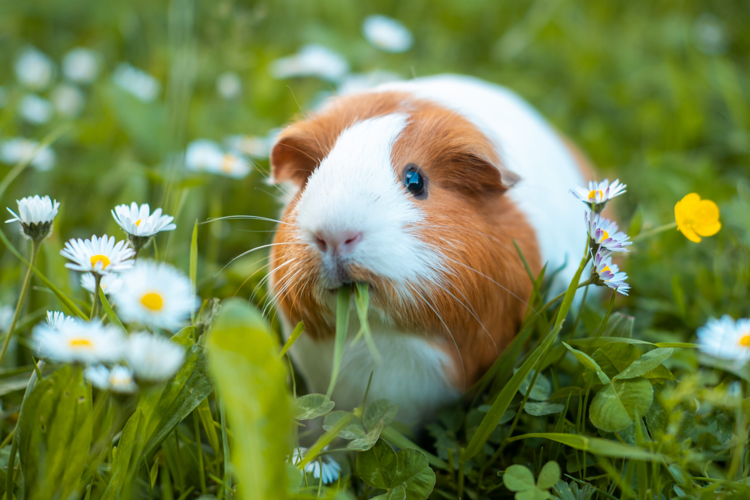 Breakthrough in Non-Animal Testing: New Method Validated for Skin Allergies