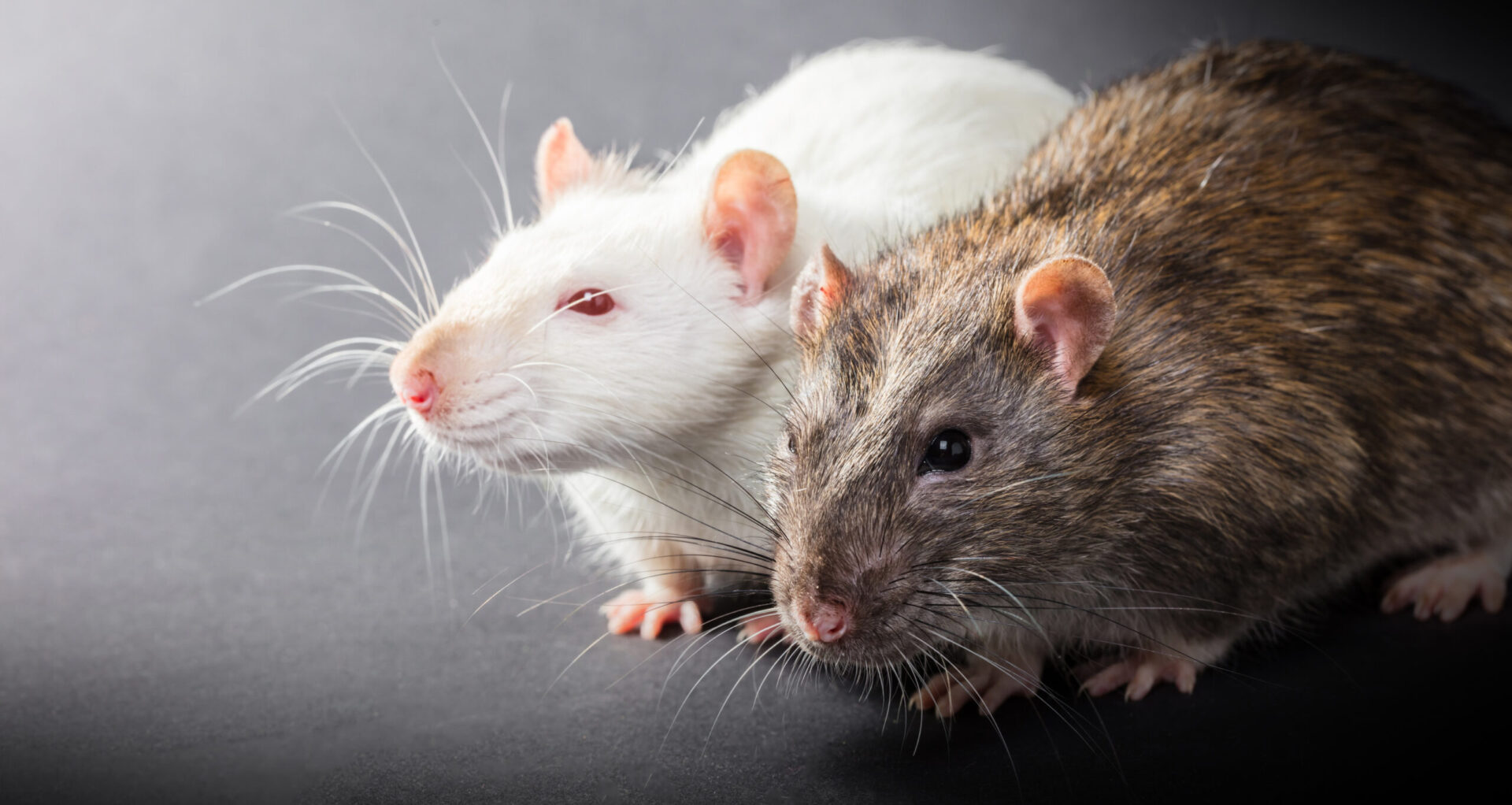 EPA Joins Growing Movement to End Animal Testing by 2035