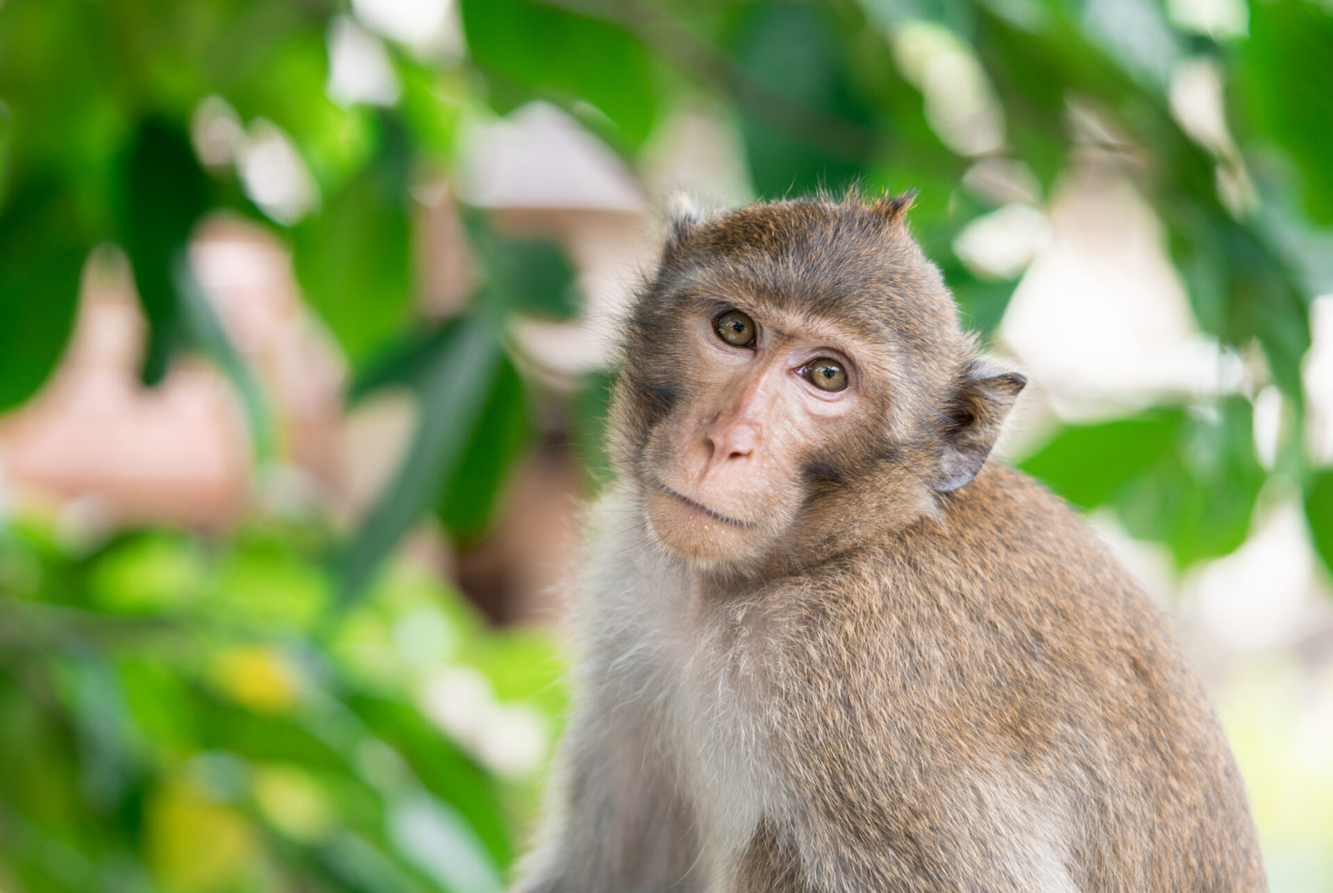NAVS First to Compile and Release 2025 USDA Animal Use Data